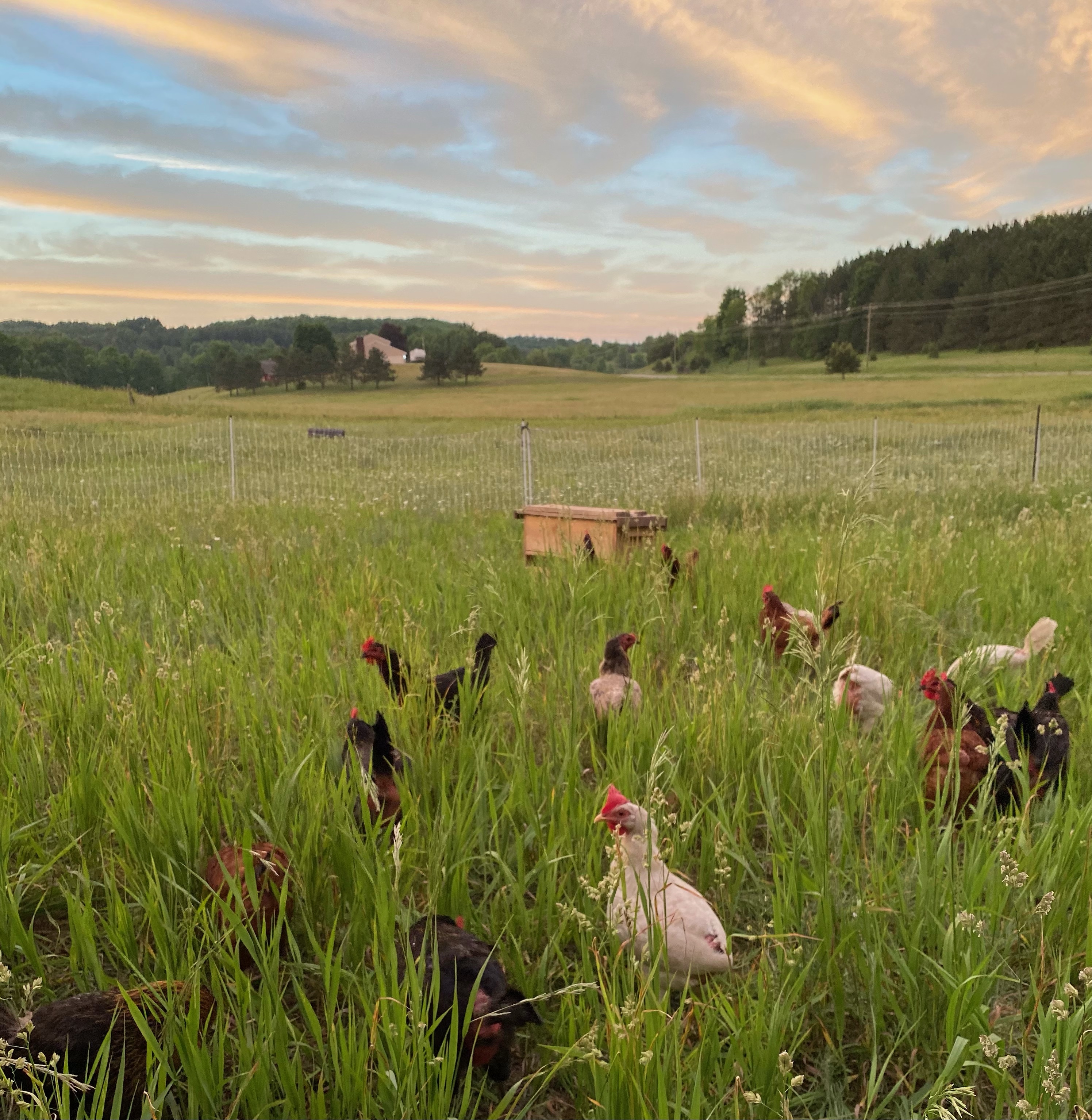 Witt Family Farm